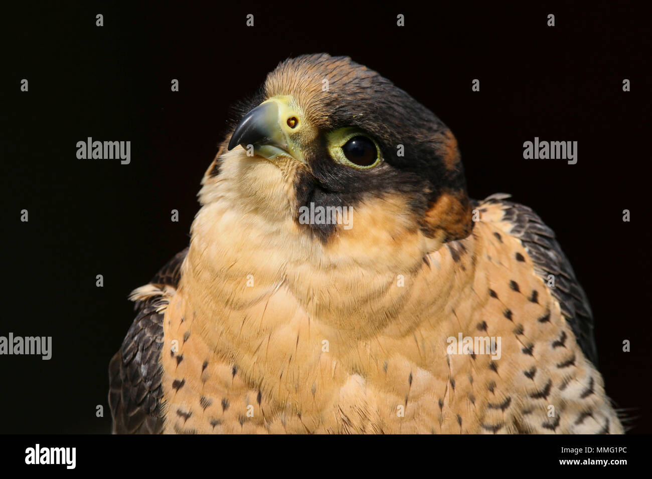 Captive Barbary Falcon (Falco pelegrinoides) sitting Stock Photo - Alamy