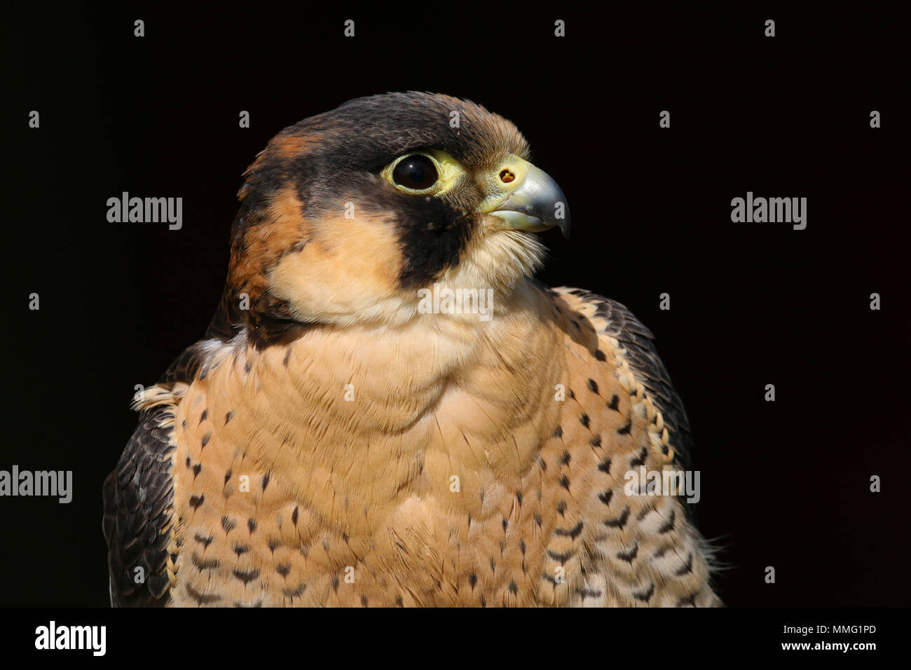 Captive Barbary Falcon (Falco pelegrinoides) sitting Stock Photo - Alamy