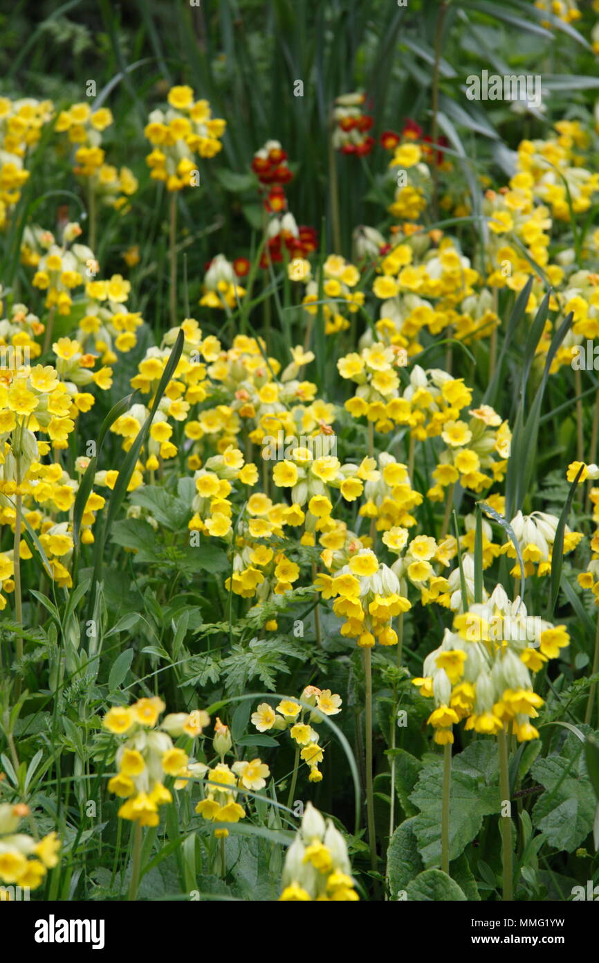 Native forna hi-res stock photography and images - Alamy