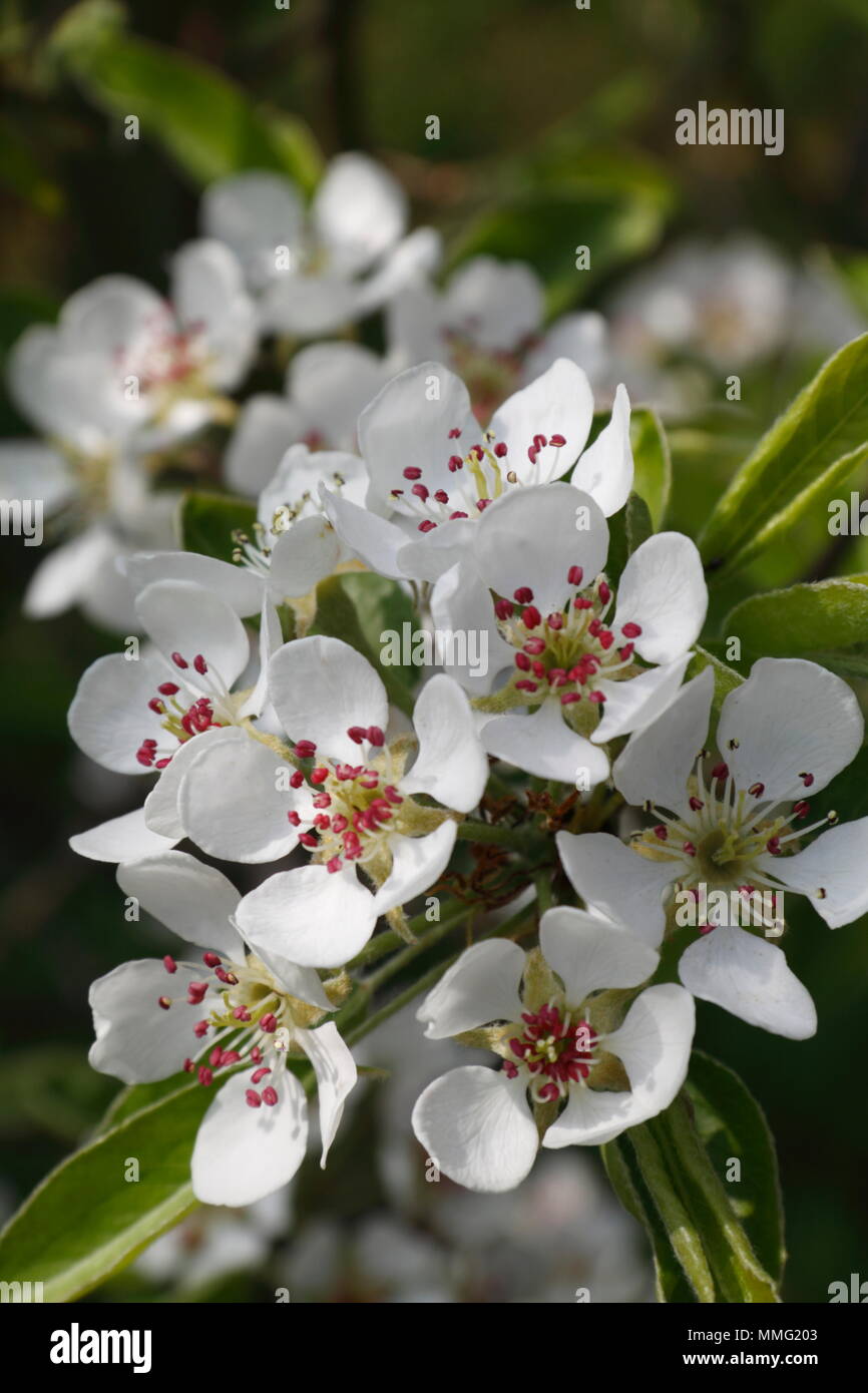 Pear Tree in its first blooming Stock Photo - Alamy