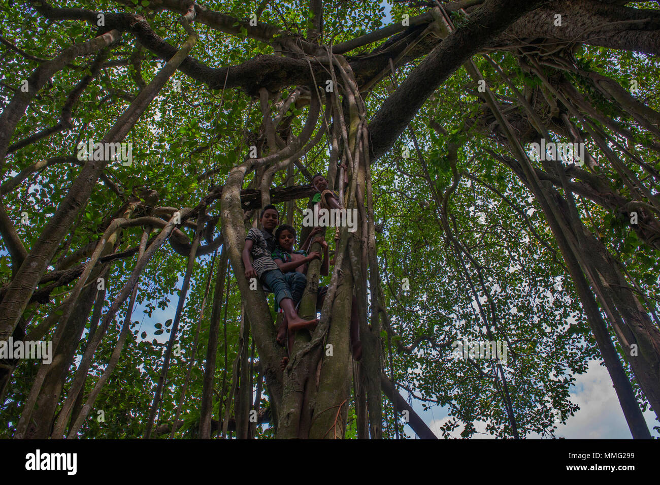 Narayanganj , Bangladesh- August 12, 2015: Children to play in the tree ...