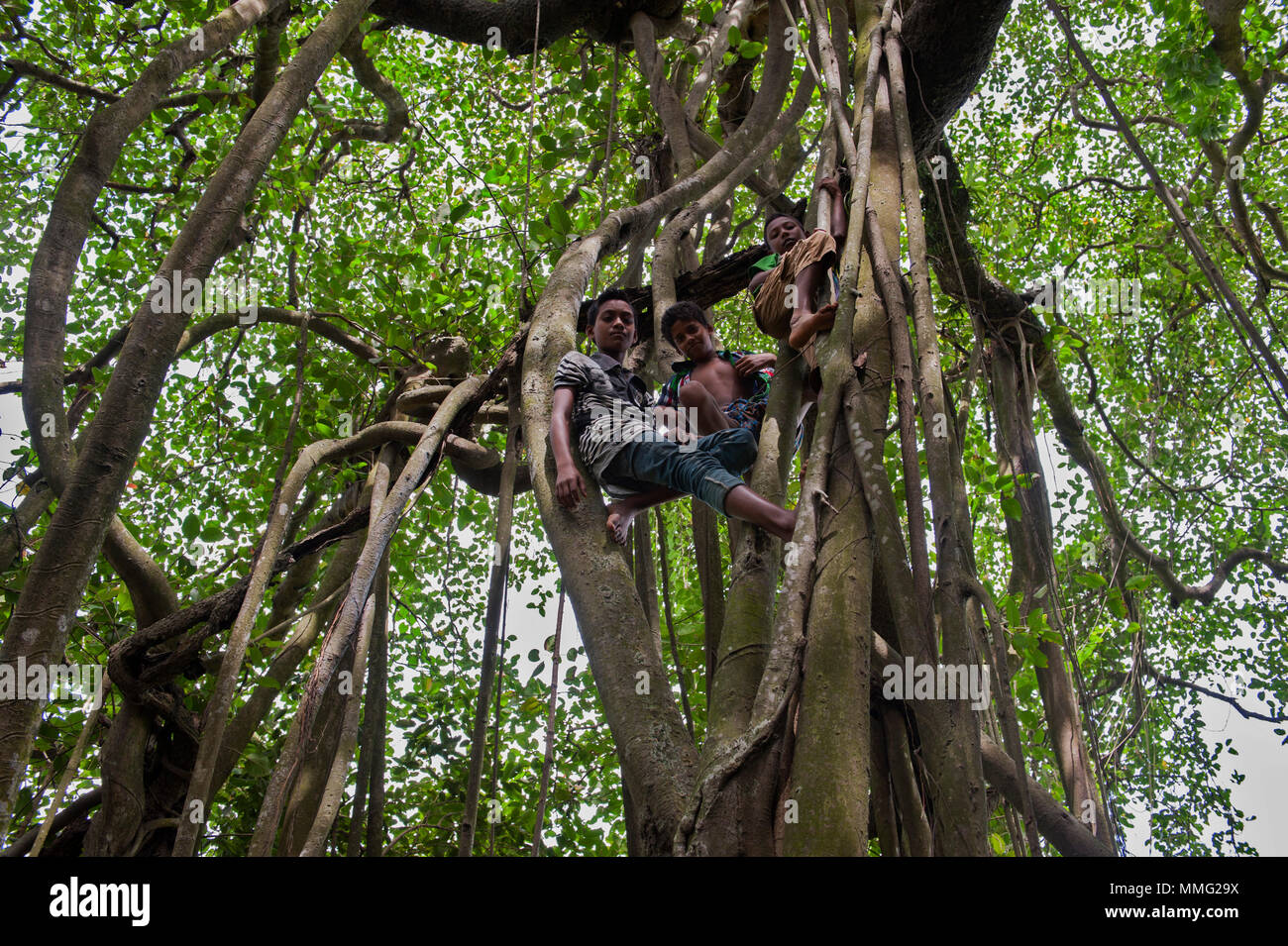 Narayanganj , Bangladesh- August 12, 2015: Children to play in the tree ...