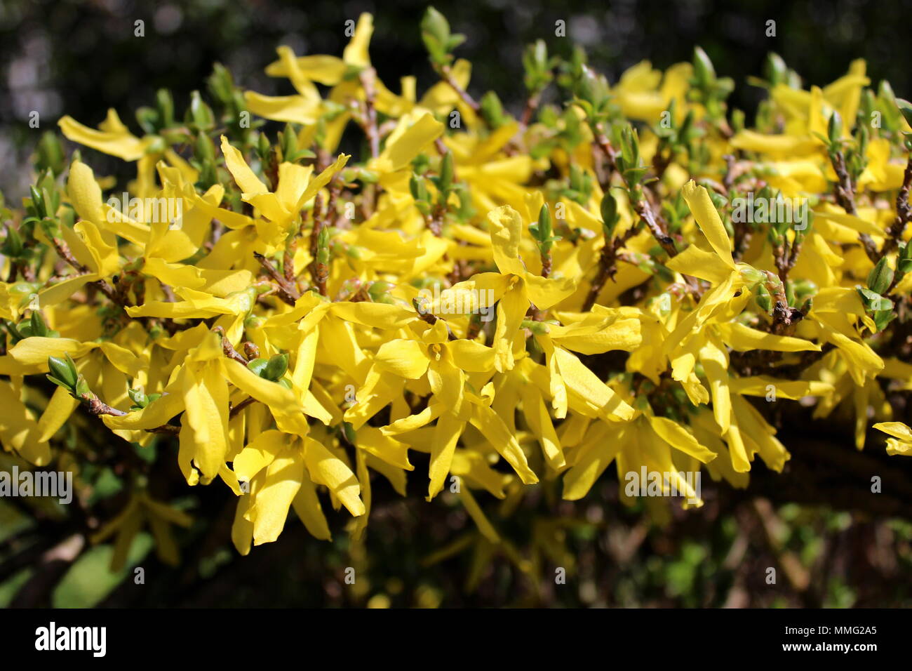 Forsythia or Easter tree bright yellow multiple flowers with small ...