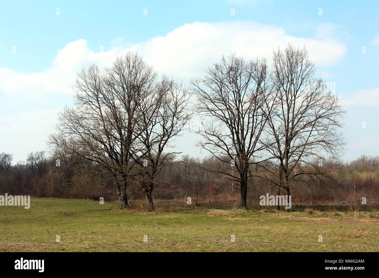Four tall mighty trees without leaves surrounded with uncut winter ...