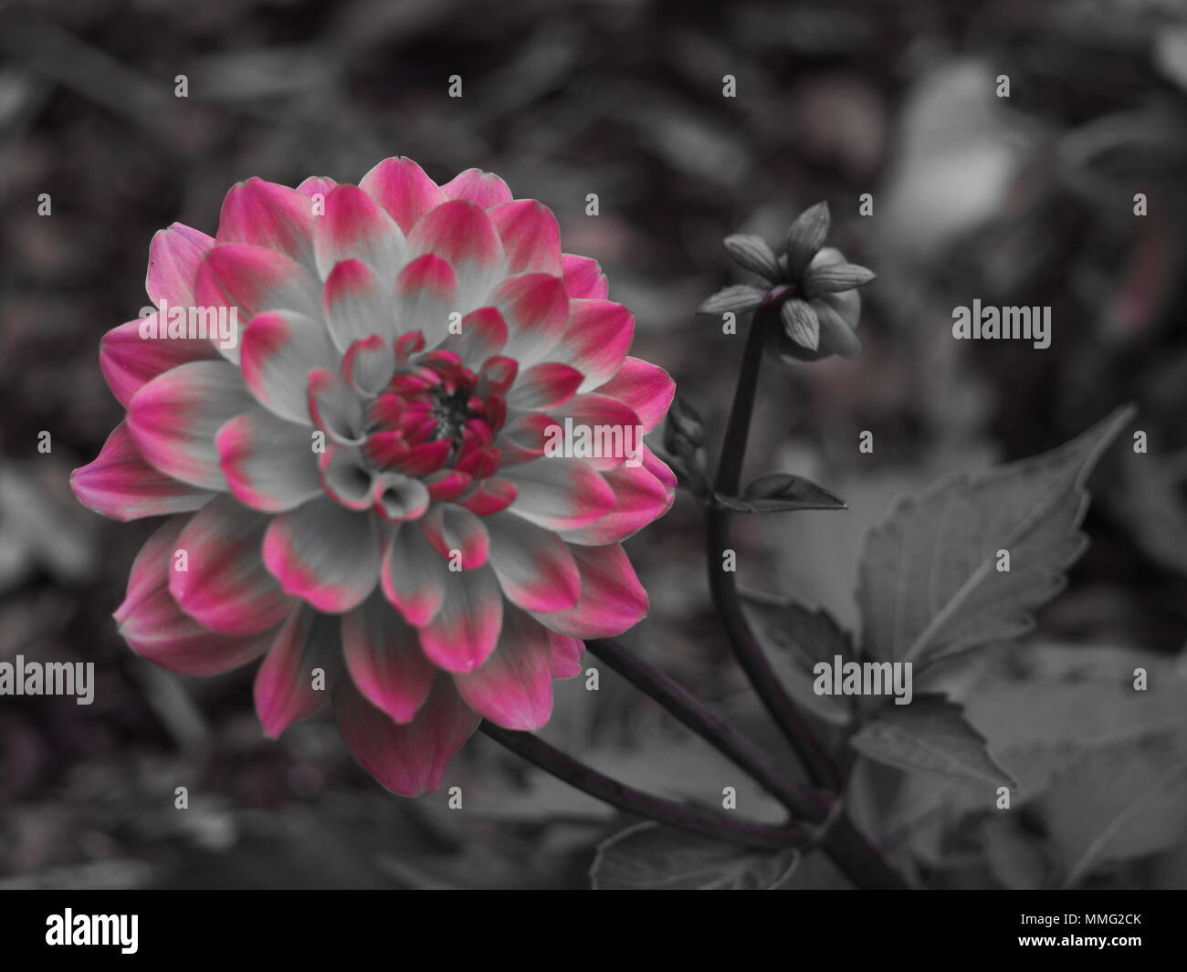 Pink Flower Explosion Stock Photo - Alamy