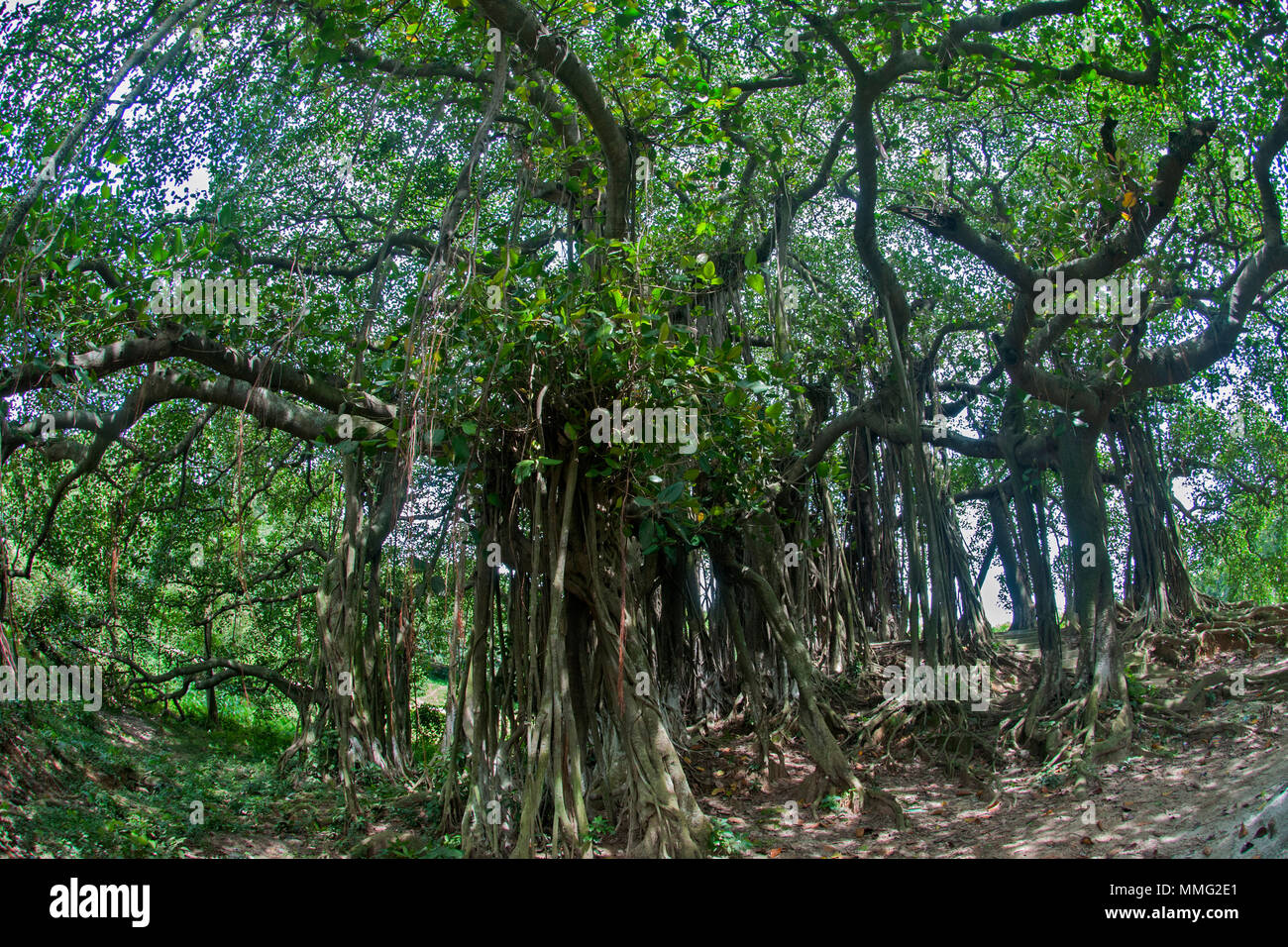 The great banyan tree hi-res stock photography and images - Alamy