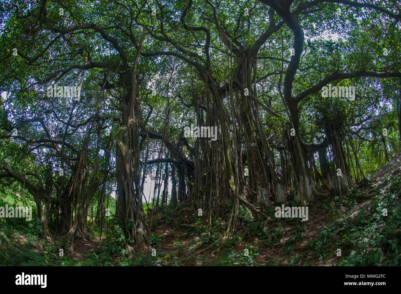 The great banyan tree hi-res stock photography and images - Alamy