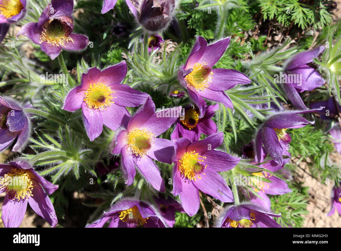 Pulsatilla vulgaris or Pasque flower or Pasqueflower or European ...