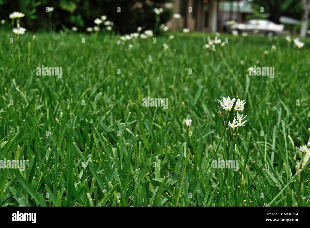 Mowed yard hi-res stock photography and images - Alamy