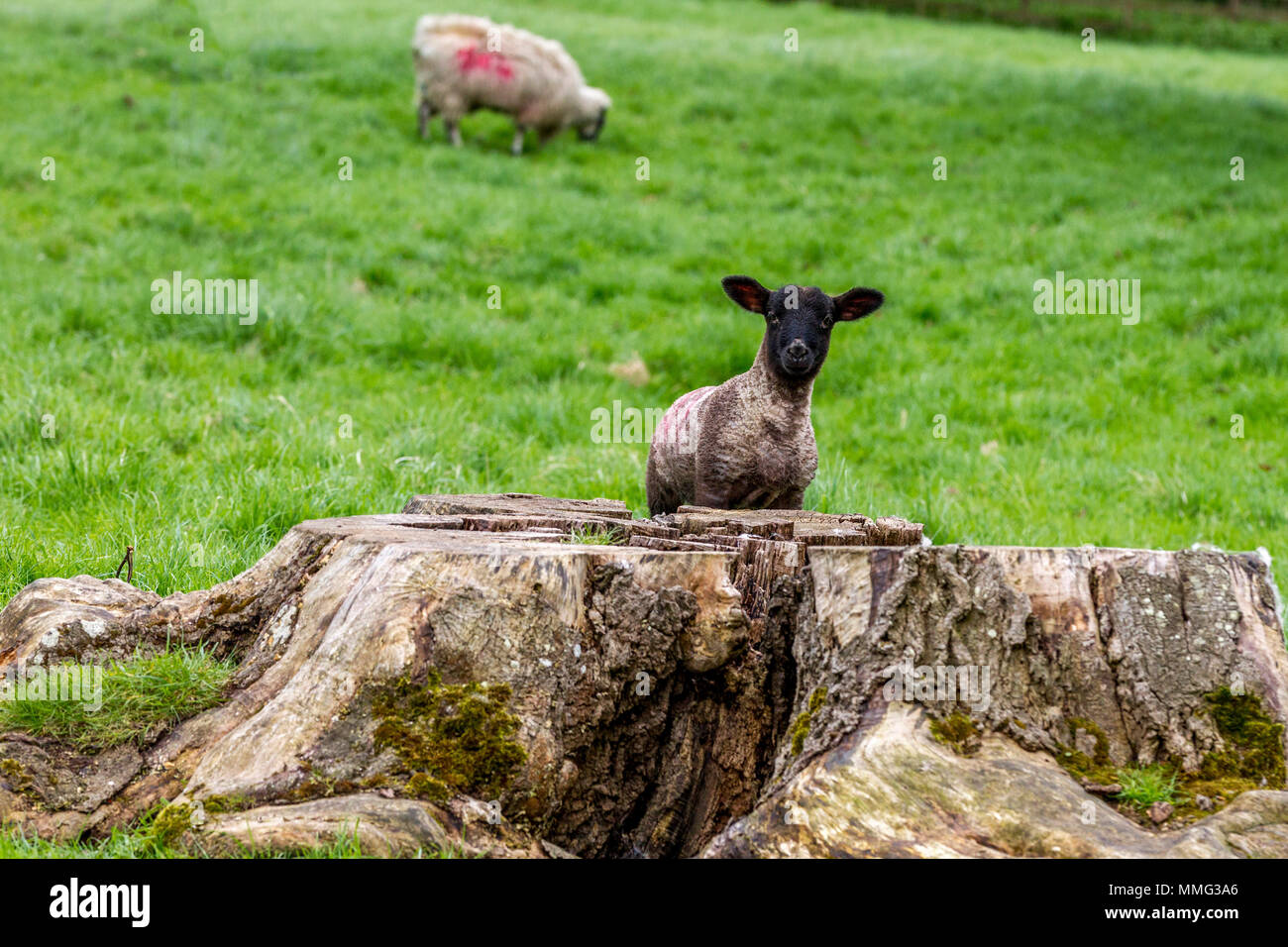 Lambs playing around a tree stump, Castle Ashby, Northamptonshire Stock ...