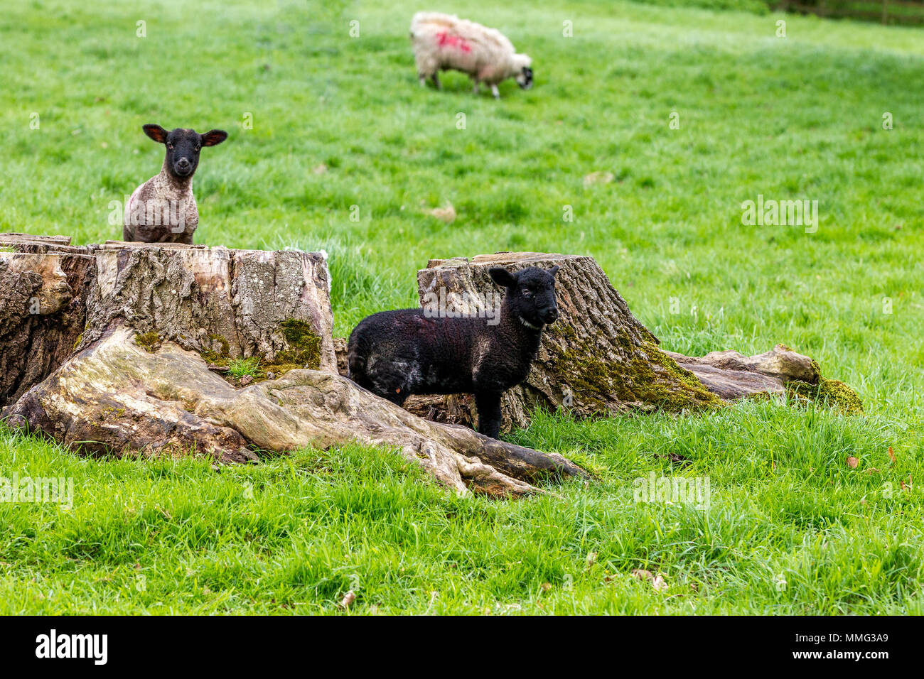 Lambs playing around a tree stump, Castle Ashby, Northamptonshire Stock ...
