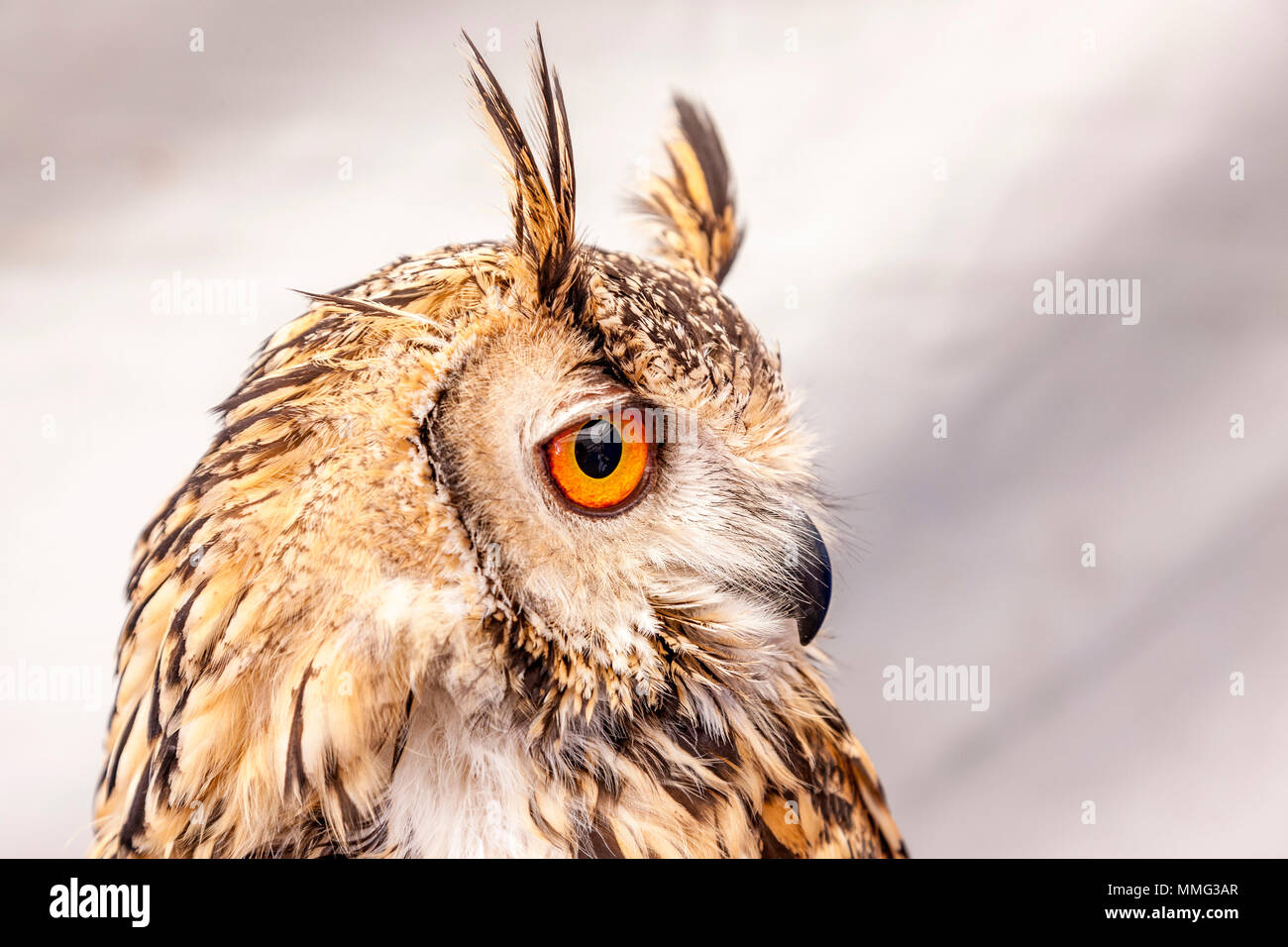 European owl species hi-res stock photography and images - Alamy