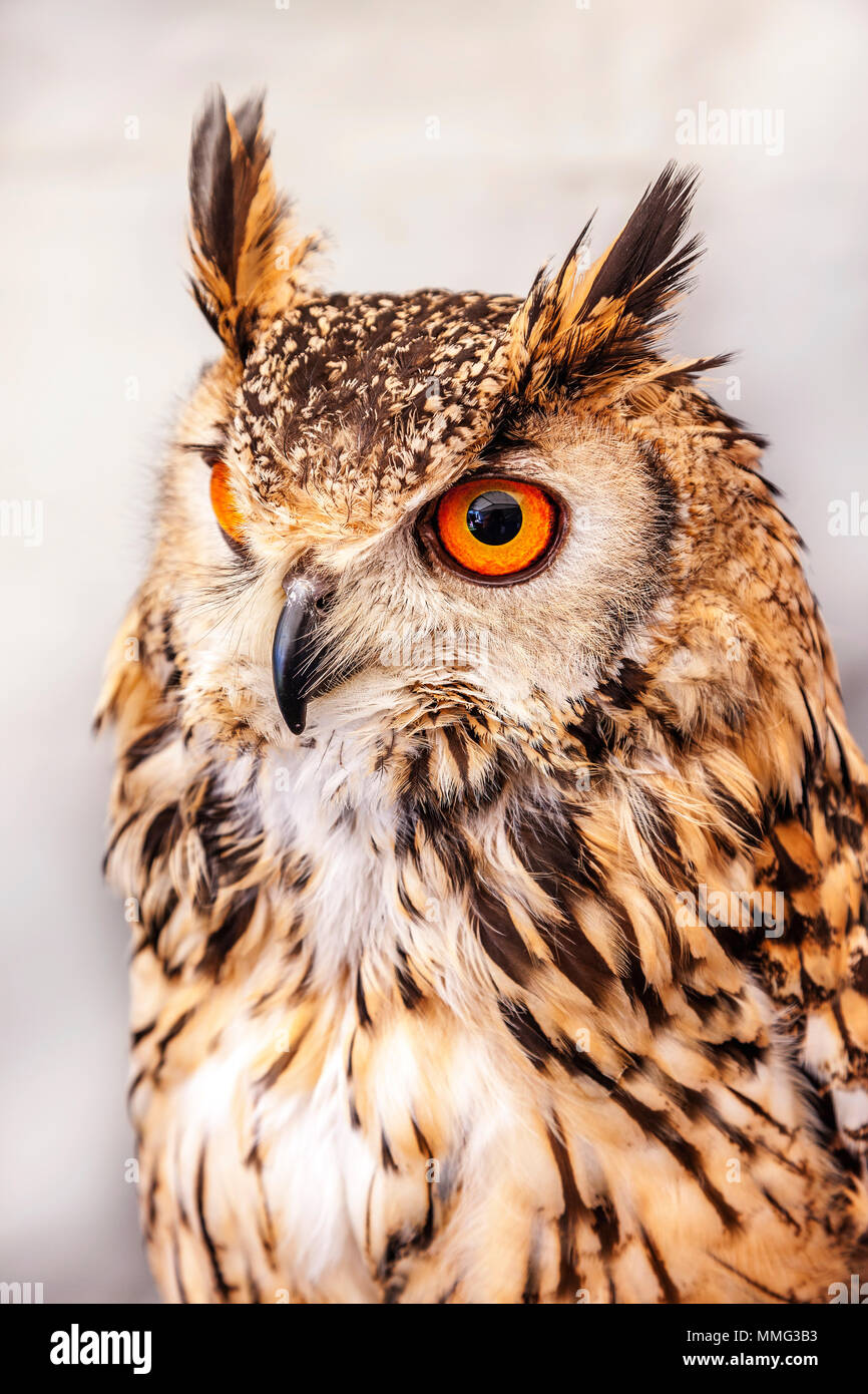 European owl species hi-res stock photography and images - Alamy