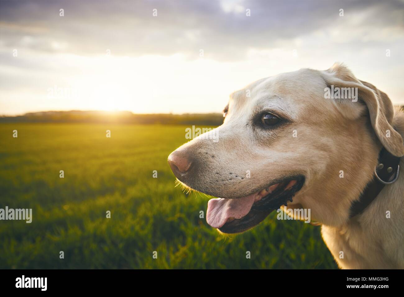 Happy labrador dog hi-res stock photography and images - Alamy