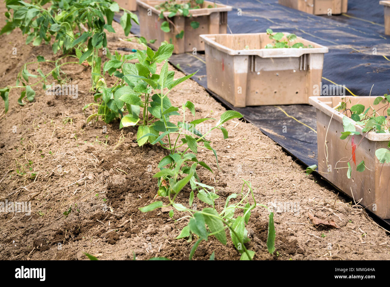 young Japanese crosne plant Stachys affinis growing at the farm Its ...