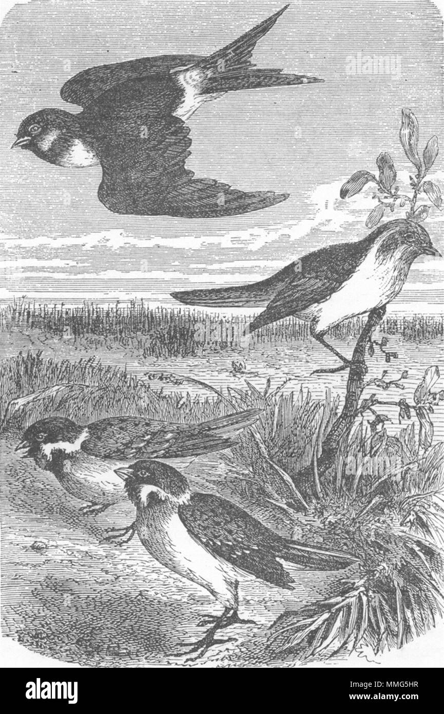 JAPAN. Birds of from native drawing 1880 old antique vintage print ...