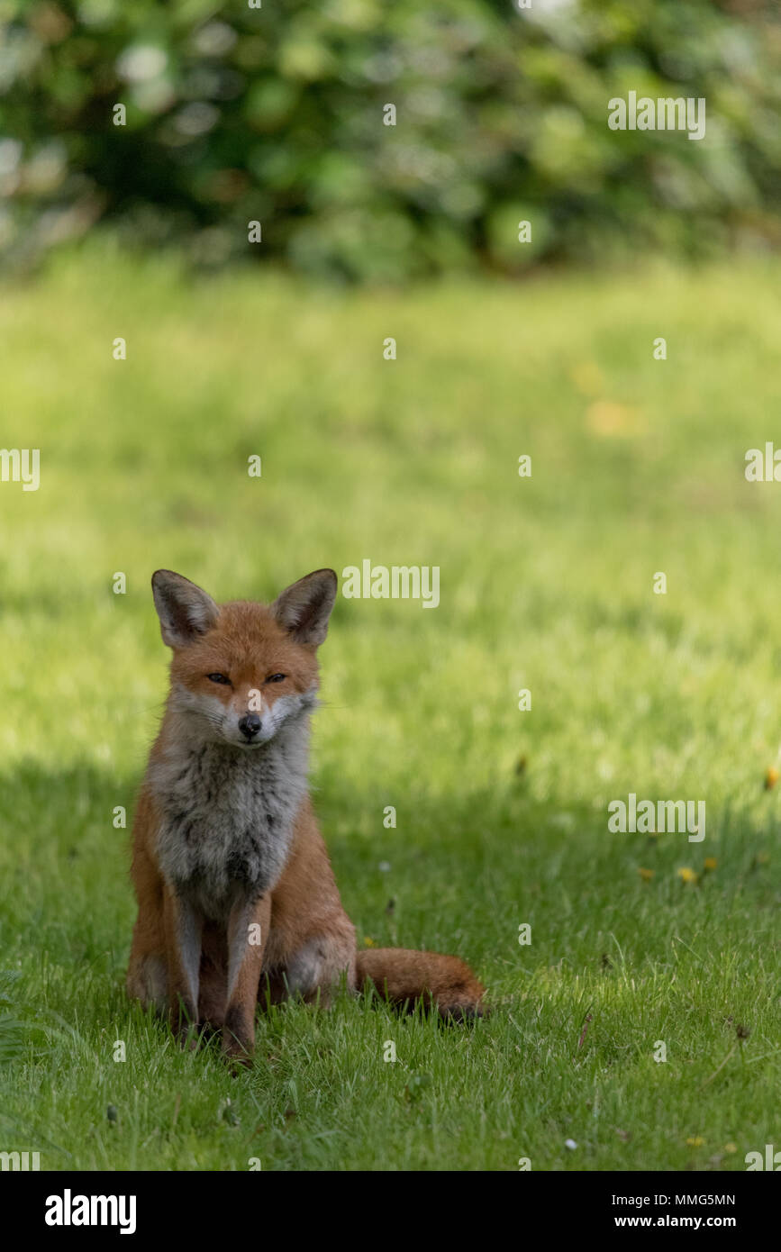 World of animals hi-res stock photography and images - Alamy