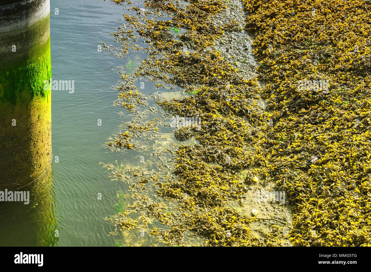Seaweed floating on water surface hi-res stock photography and images ...