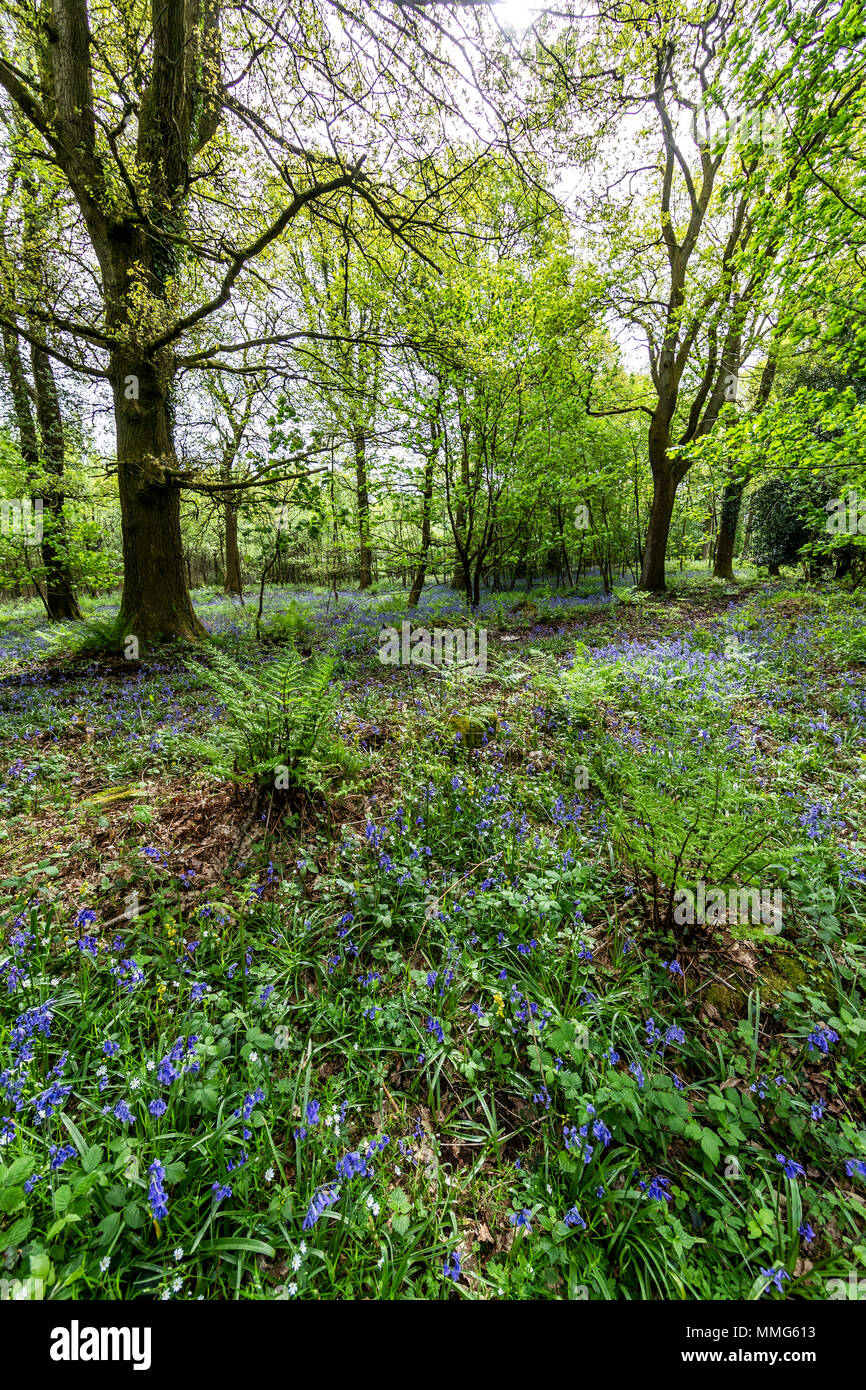 Fabulous Spring wild flower show. Bluebells in the Forest of Dean and ...