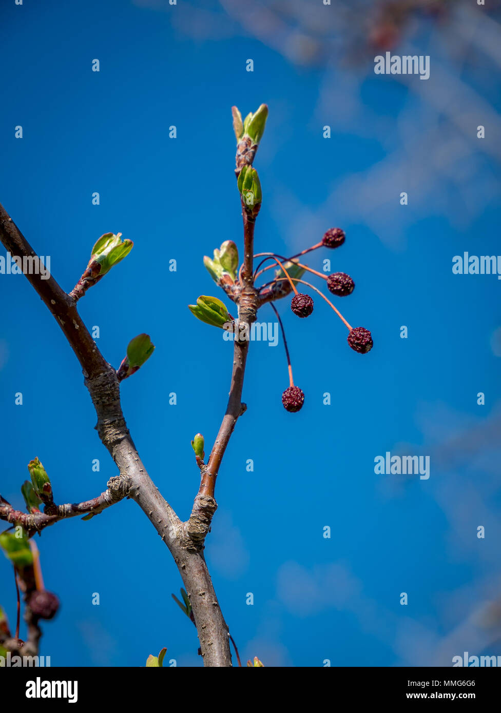 Life cycle of plants hi-res stock photography and images - Alamy