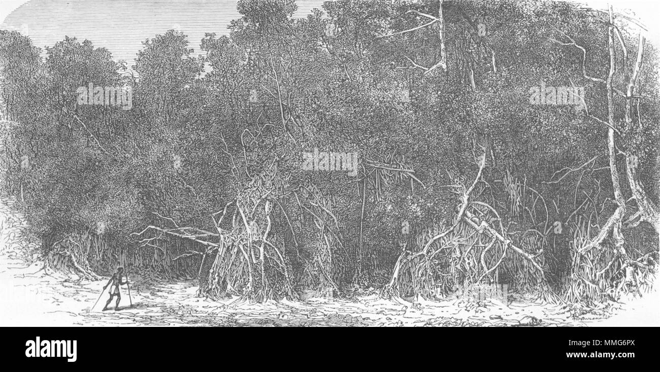 SOUTH AFRICA. Haunt of buffalo 1880 old antique vintage print picture ...