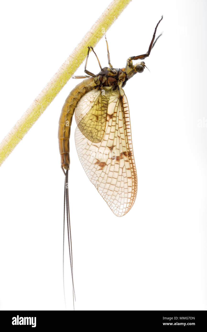 May fly hi-res stock photography and images - Alamy