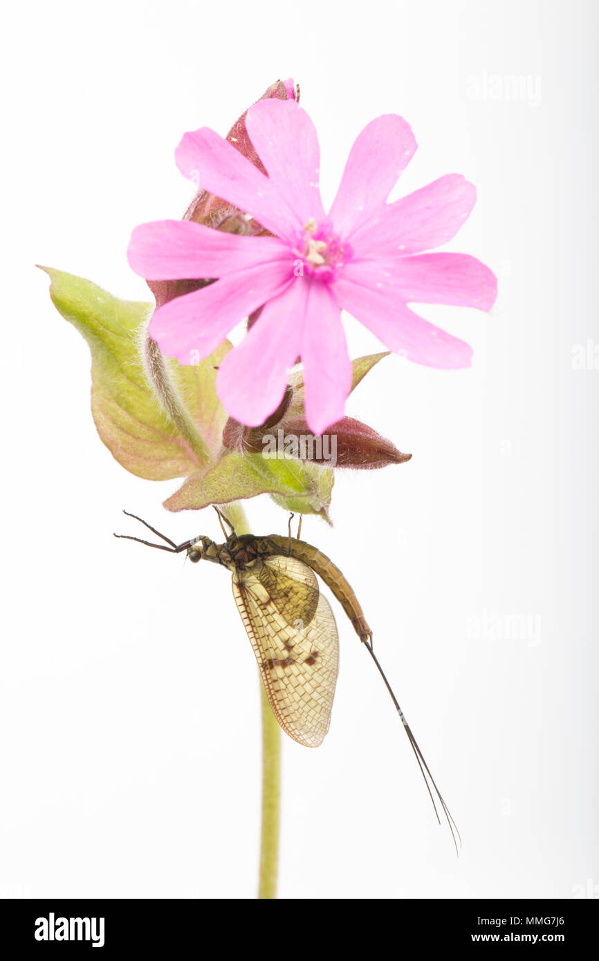 Mayfly river uk hi-res stock photography and images - Alamy