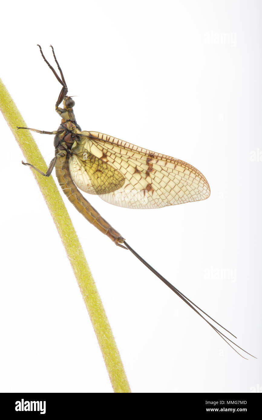 River may fly uk hi-res stock photography and images - Alamy