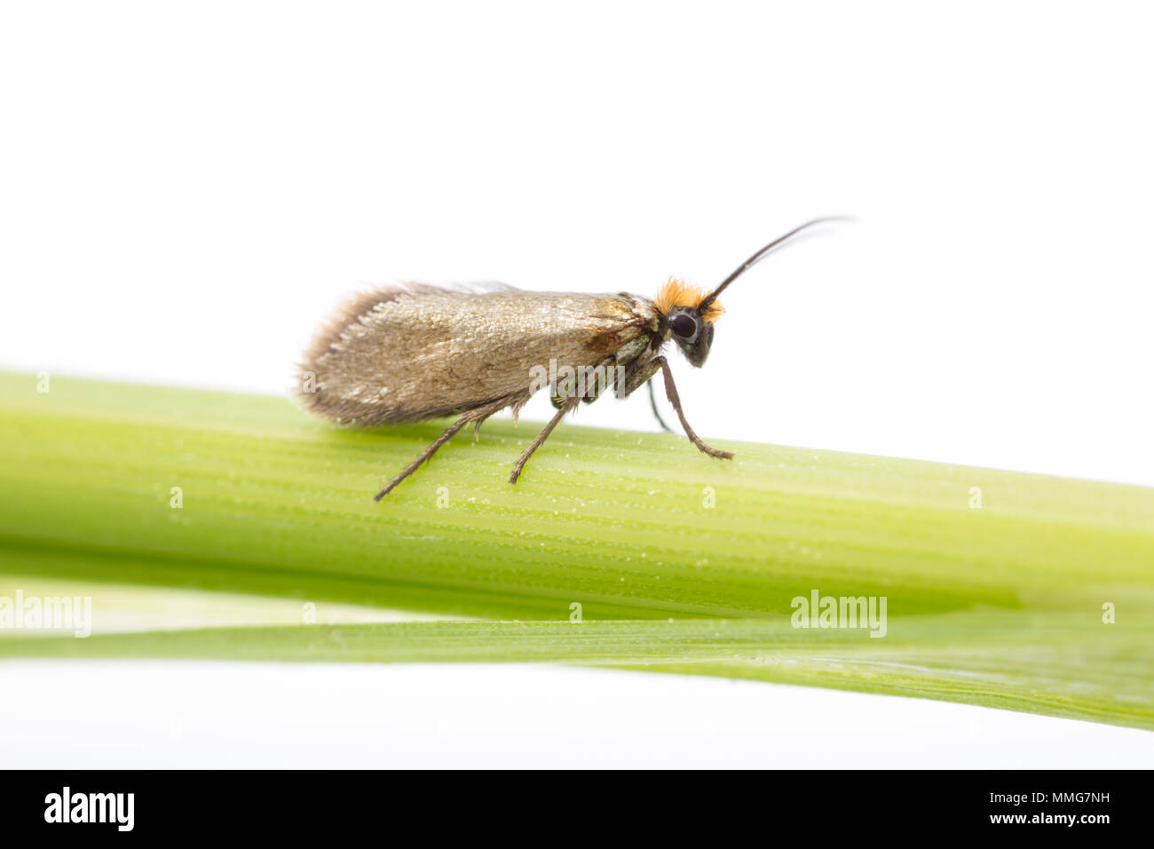 Finding moths hi-res stock photography and images - Alamy