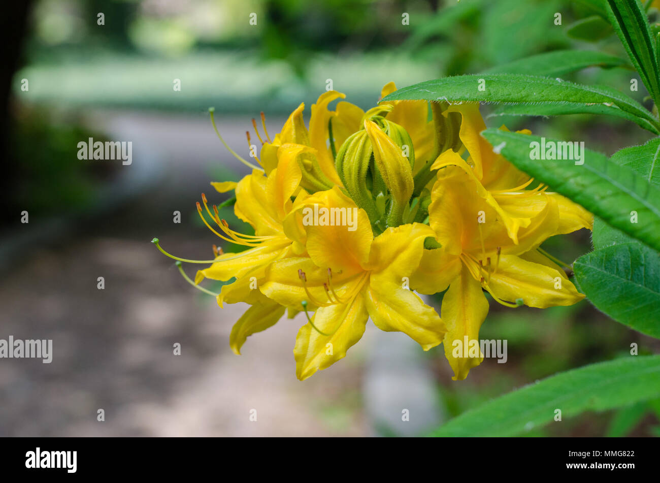 White and yellow azalea hi-res stock photography and images - Alamy