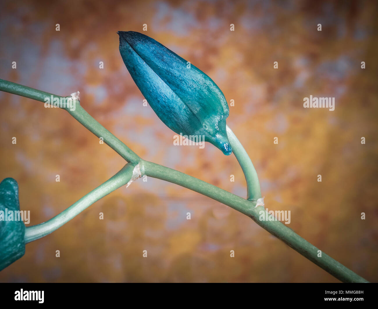 Splendid flower hi-res stock photography and images - Alamy