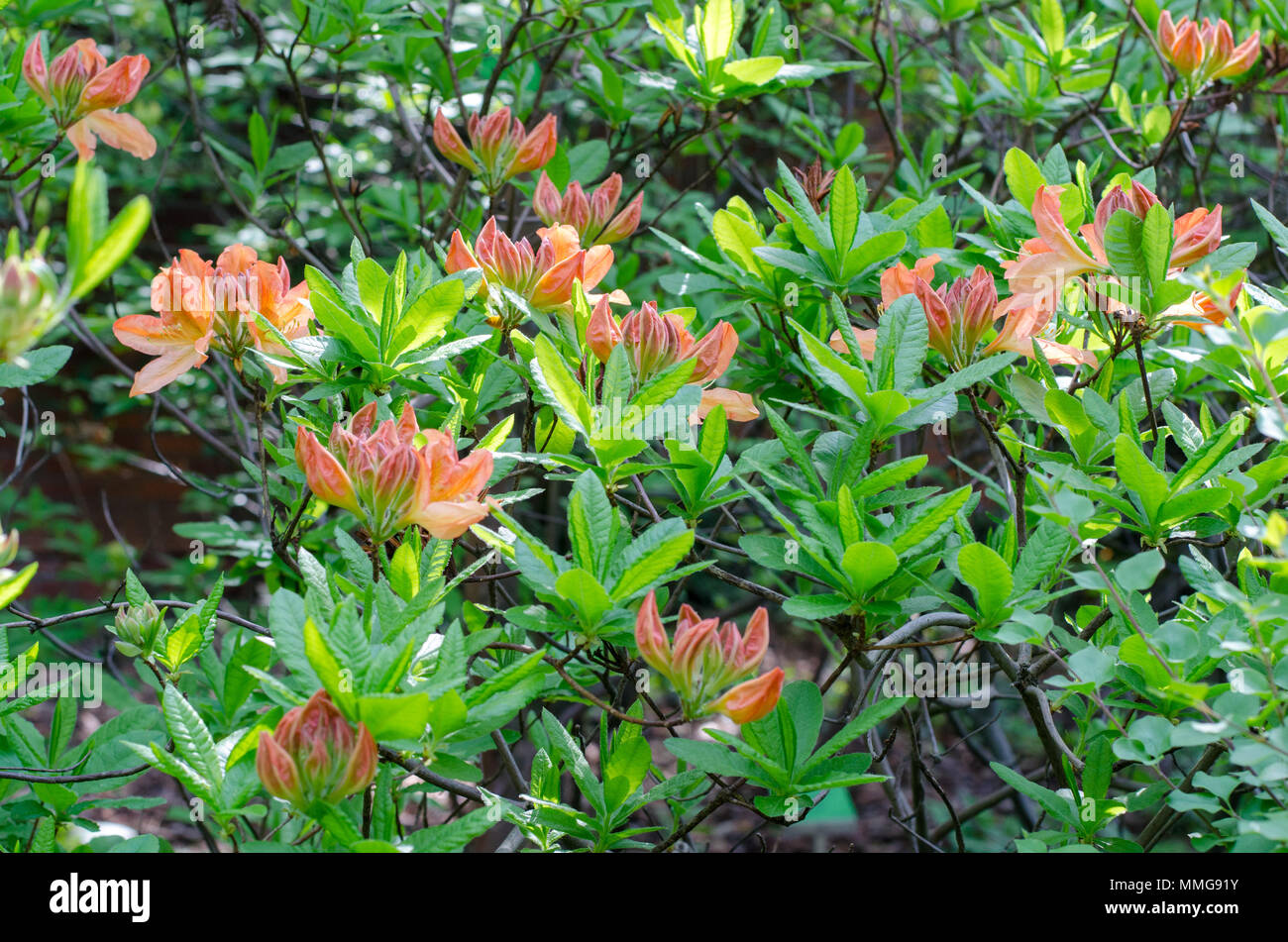 Orange rhododendron blooming Stock Photo - Alamy