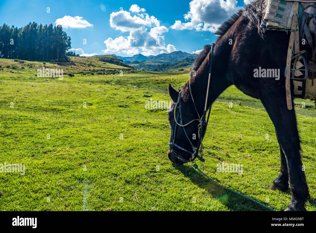 Peruvian paso horse hi-res stock photography and images - Alamy