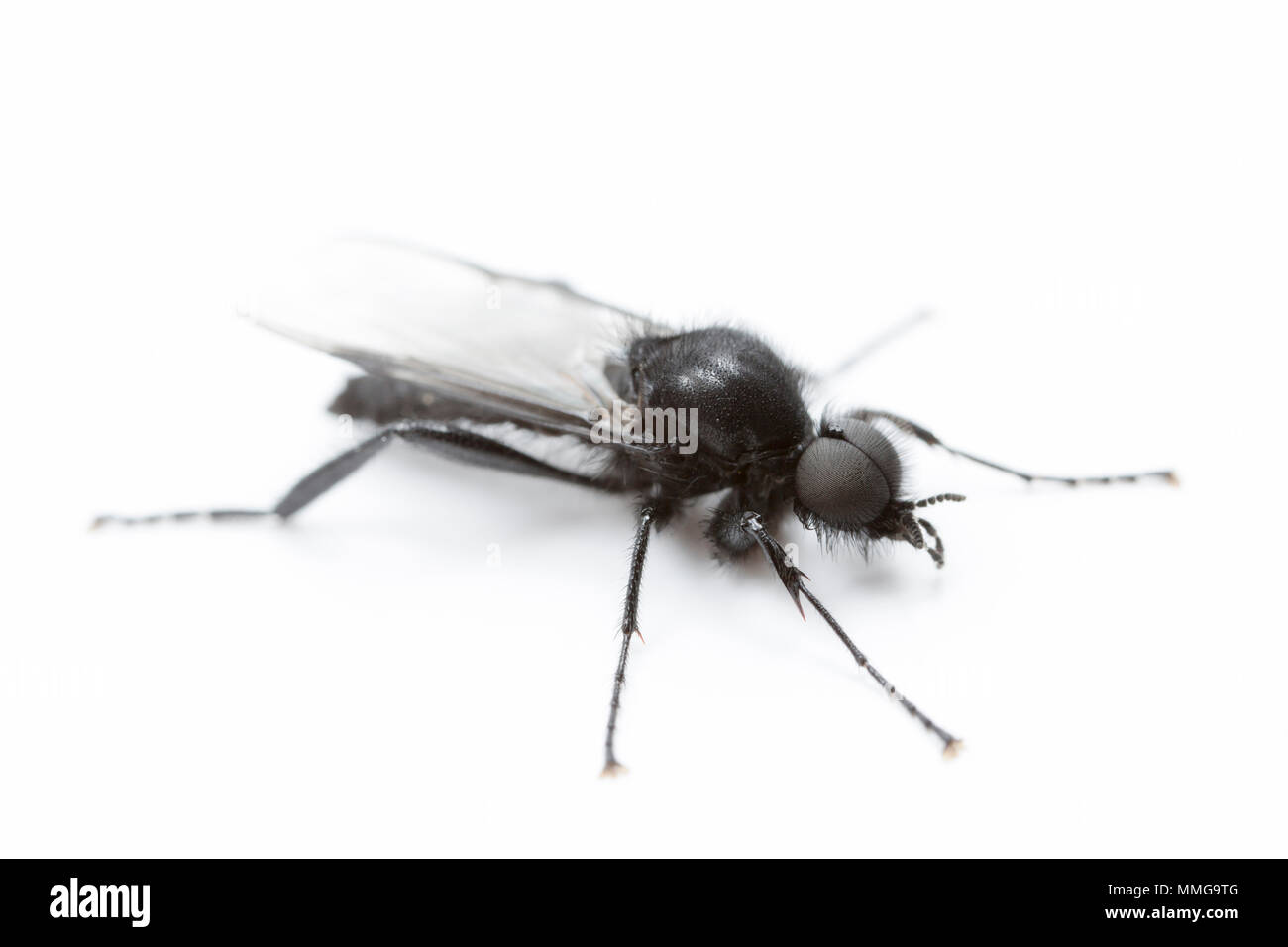 St Marks Flies High Resolution Stock Photography and Images - Alamy