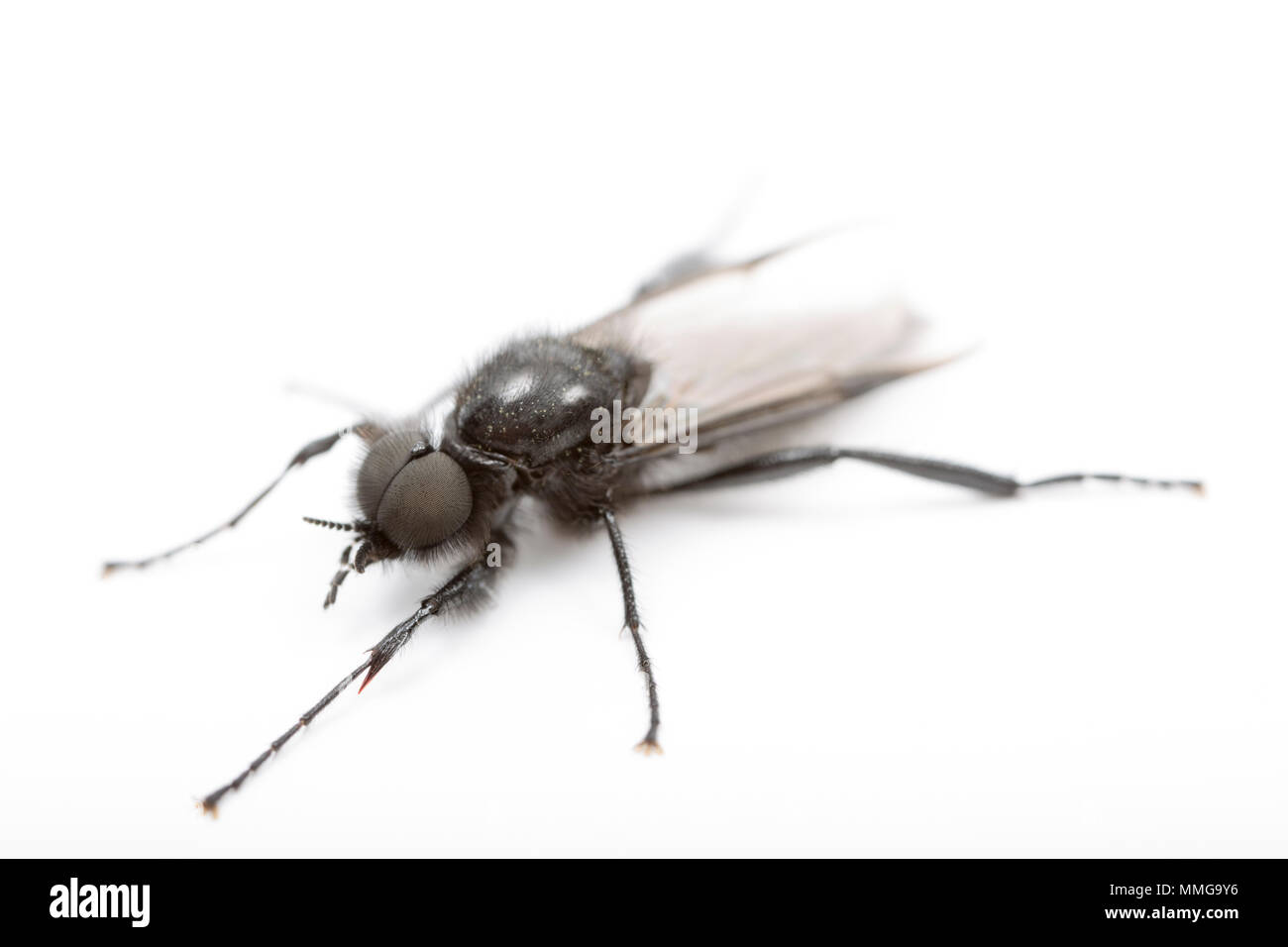 St Mark’s fly UK Stock Photo - Alamy