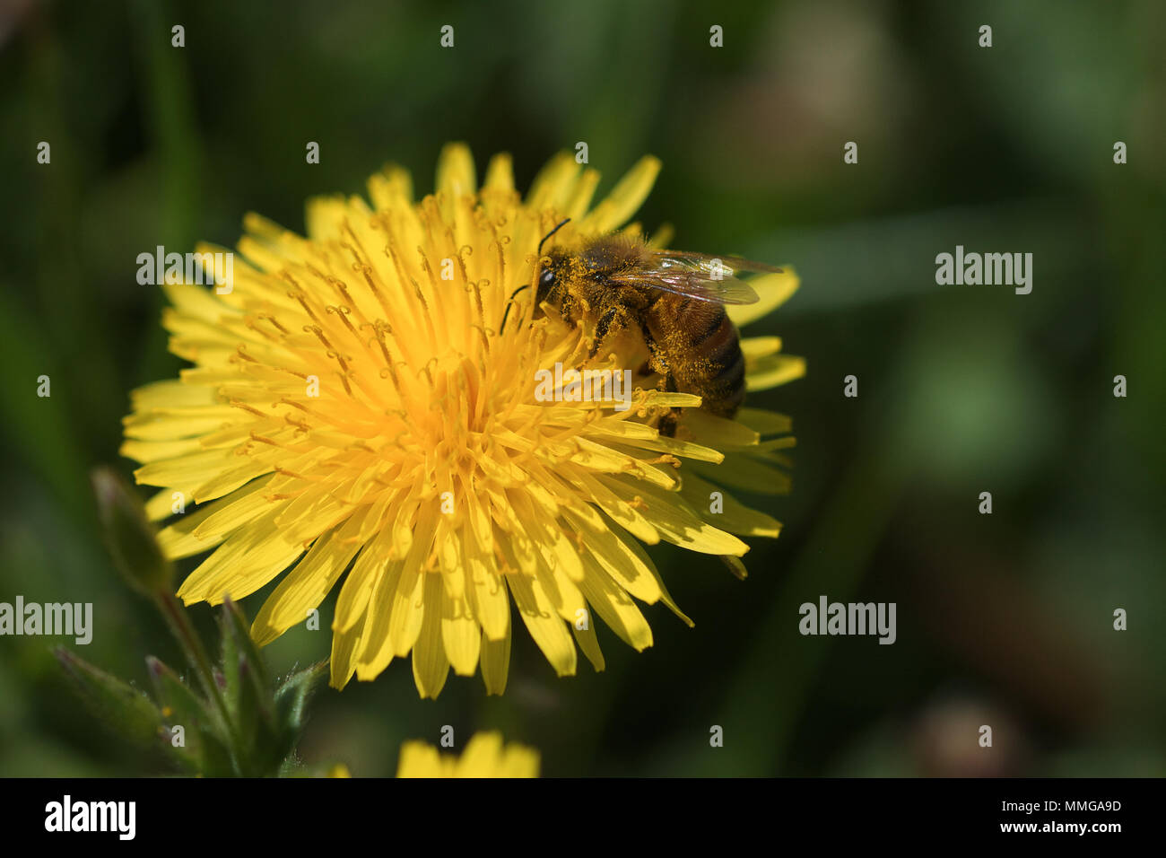 Bumble bees covered in hi-res stock photography and images - Alamy