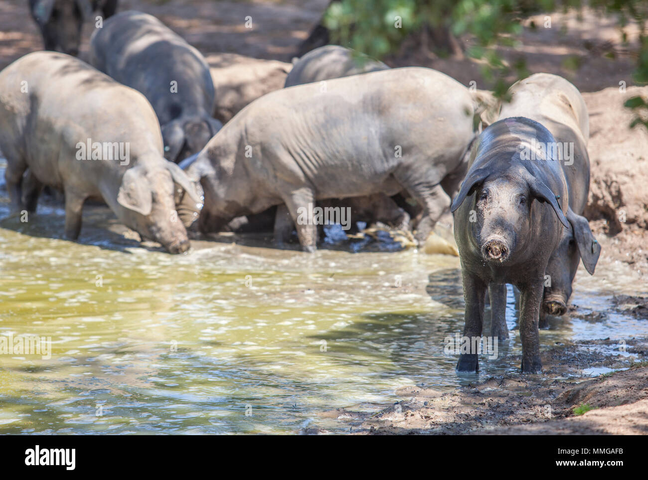 Bellota pigs hi-res stock photography and images - Alamy