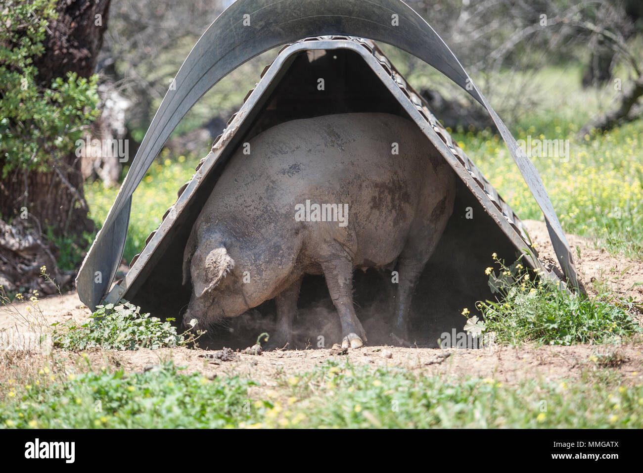 Black iberian pig scratching on hut. Extremadura, Spain Stock Photo - Alamy