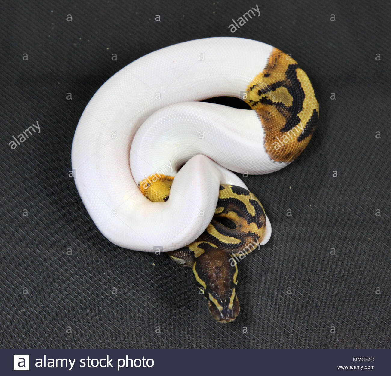 Reptile Breeders Expo High Resolution Stock Photography and Images - Alamy