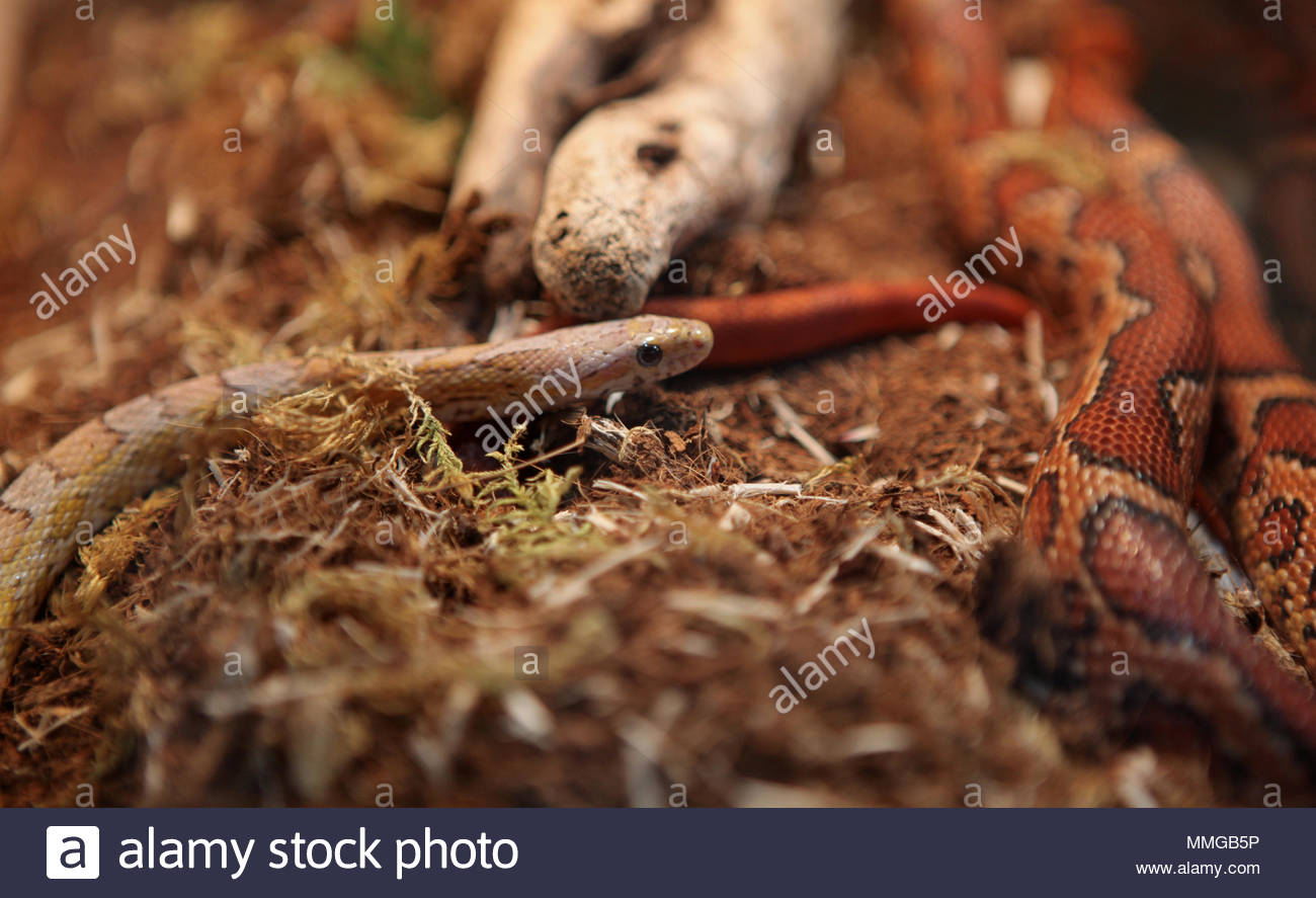 Non Venomous North American Snake High Resolution Stock Photography and ...