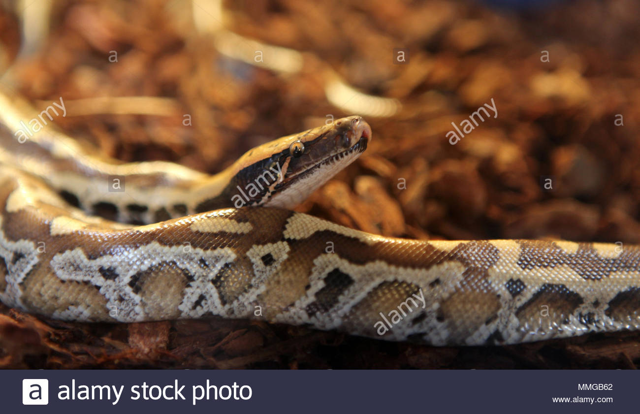 Short Tailed Snake High Resolution Stock Photography and Images - Alamy