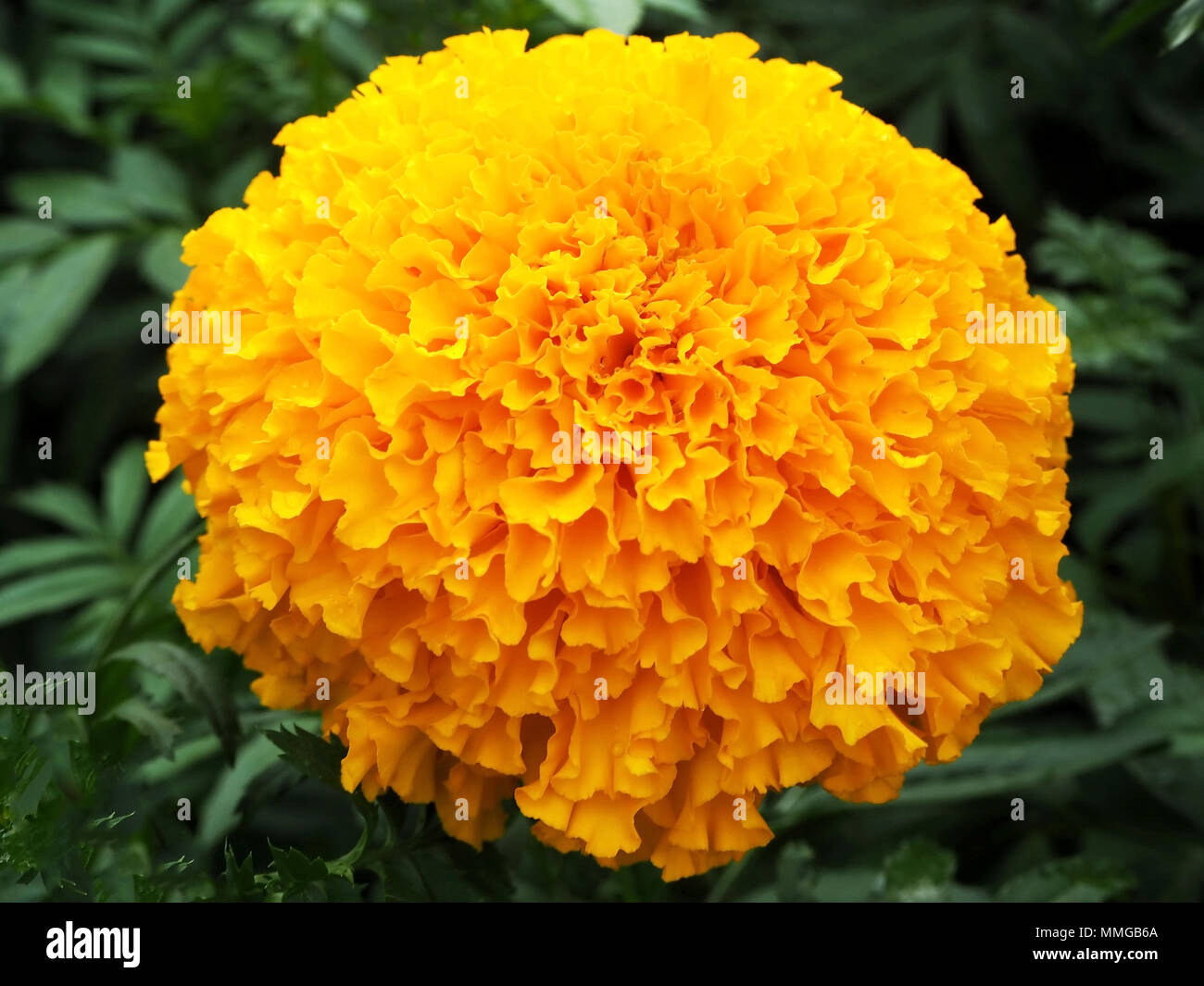 Beautiful Marigold Flower in the Garden Stock Photo - Alamy
