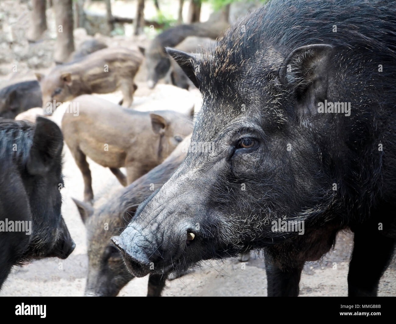 A Young Black Wild Boar Stock Photo - Alamy