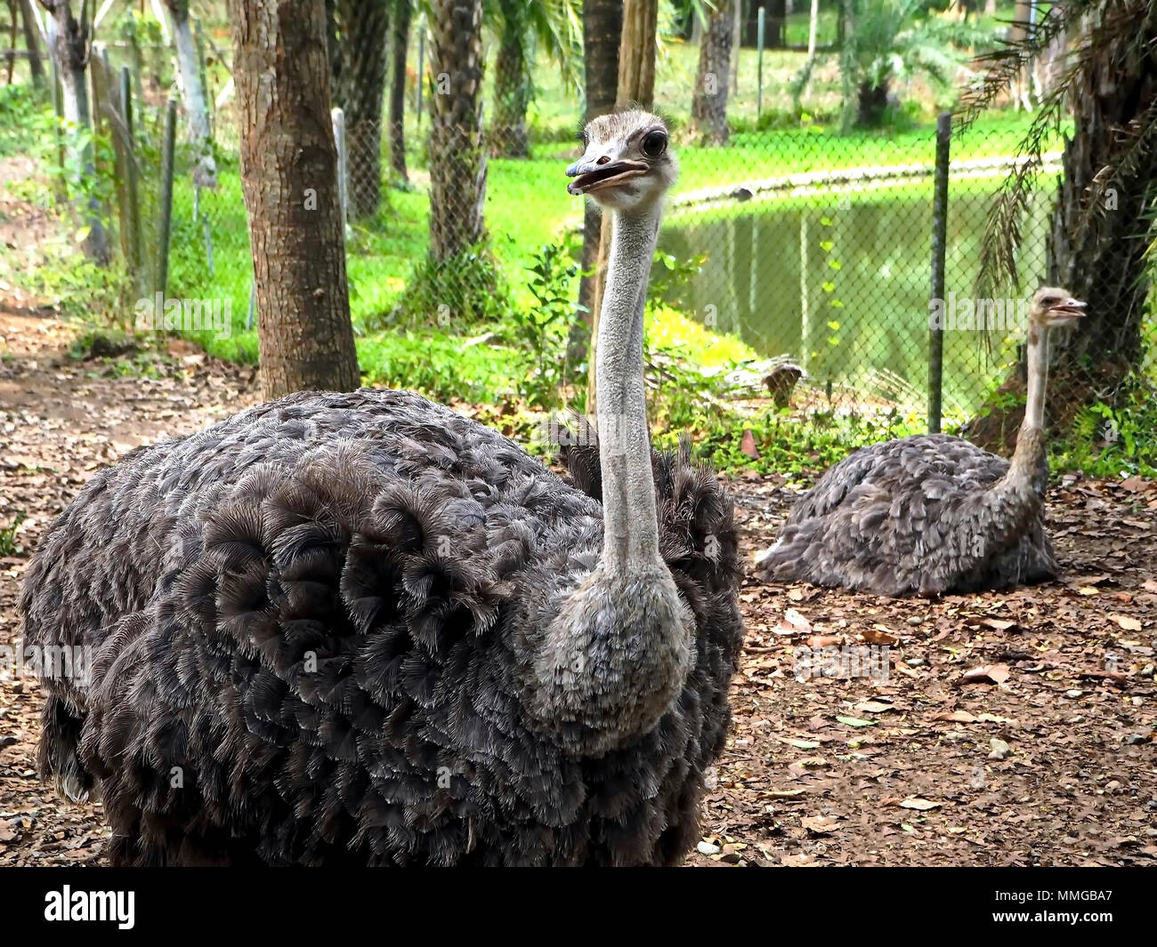 Happy ostrich hi-res stock photography and images - Alamy