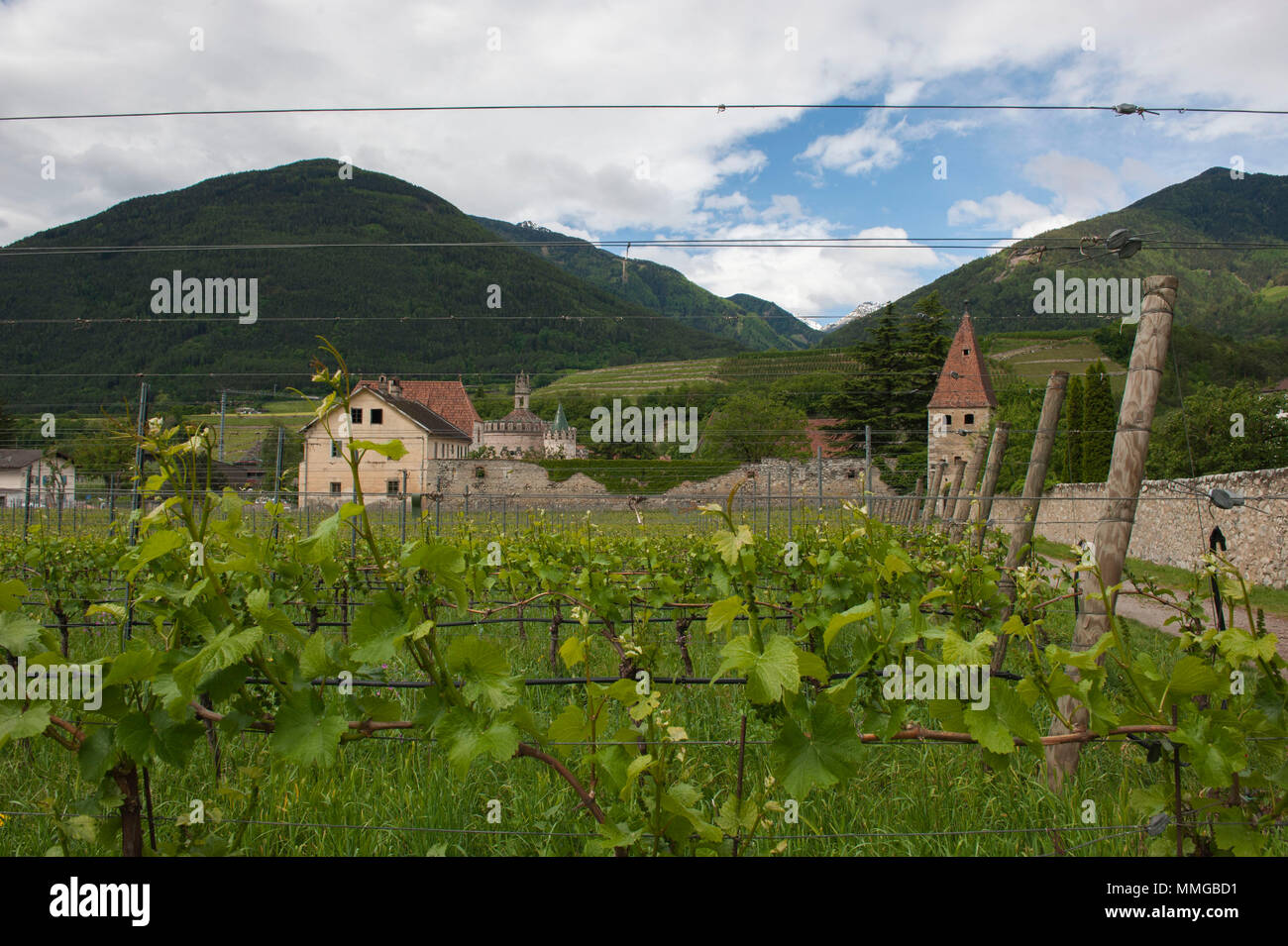 Varna, Bolzano. Vineyard, Novacella Abbey - Neustift Kloster. Italy ...