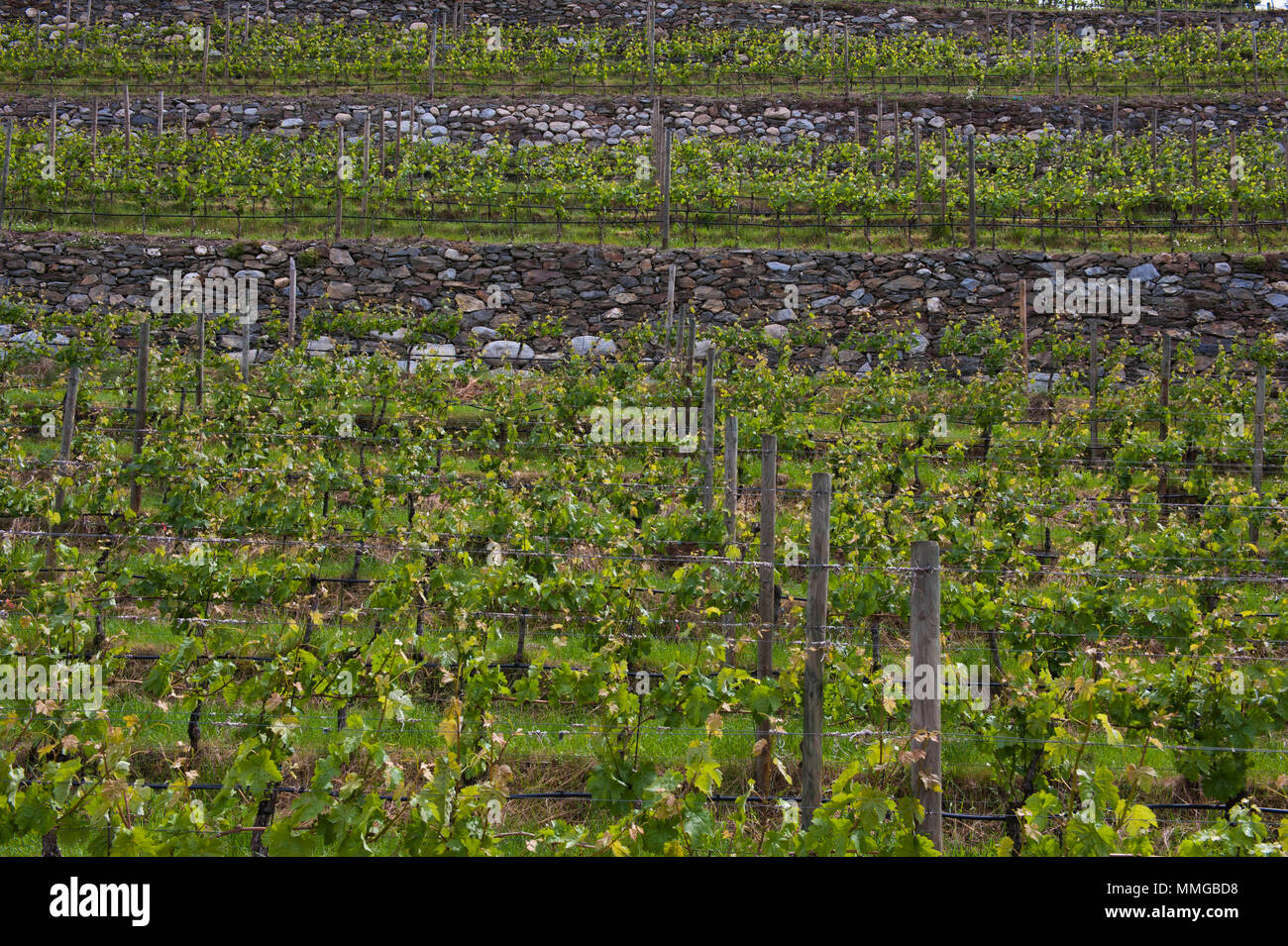Varna, Bolzano. Vineyard, Novacella Abbey - Neustift Kloster. Italy ...