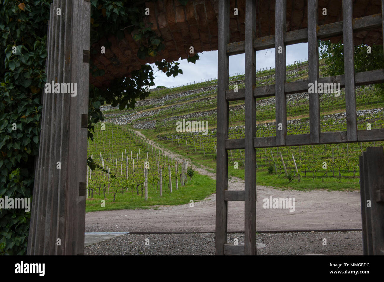Varna, Bolzano. Vineyard, Novacella Abbey - Neustift Kloster. Italy ...