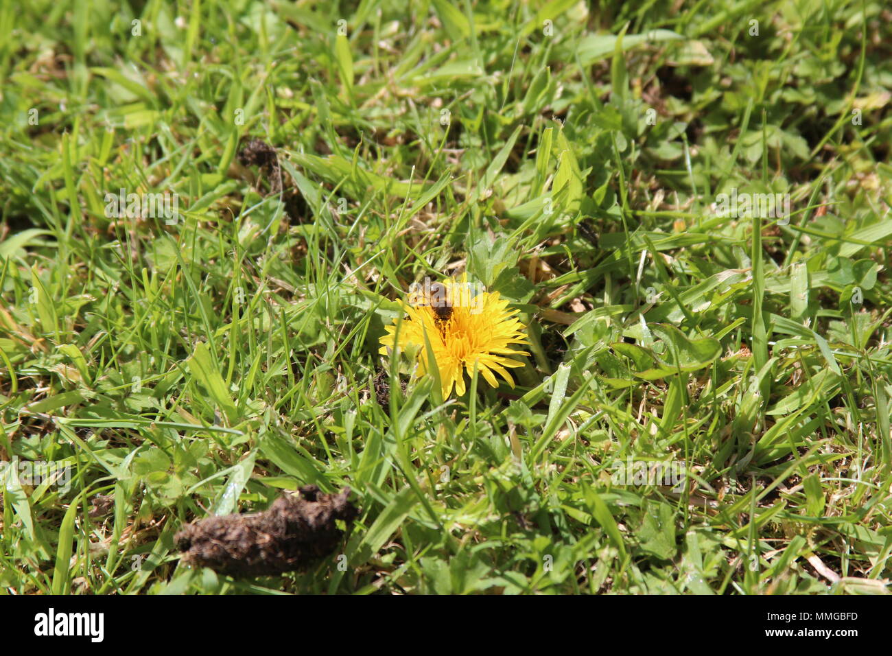 Bees in garden hi-res stock photography and images - Alamy