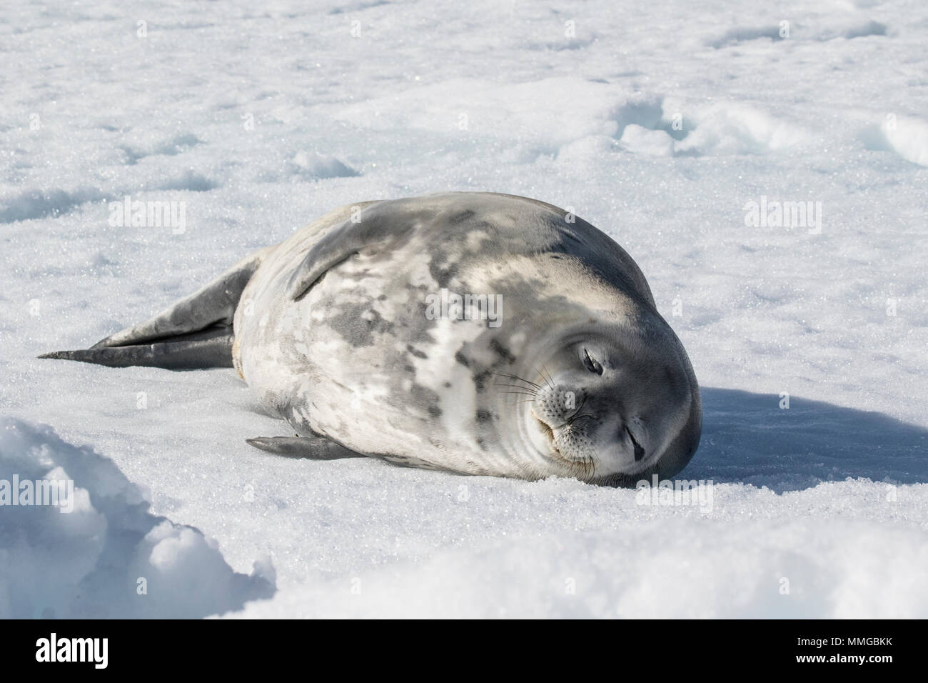 James weddell hi-res stock photography and images - Alamy