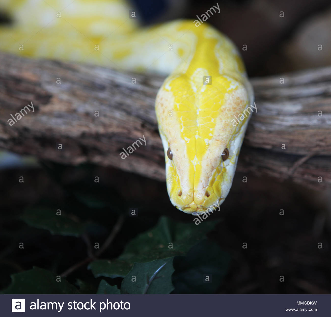 Largest Snake Stock Photos & Largest Snake Stock Images - Alamy